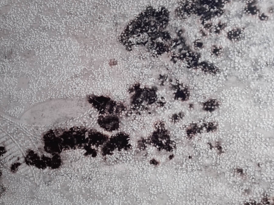 What Is White Mold 